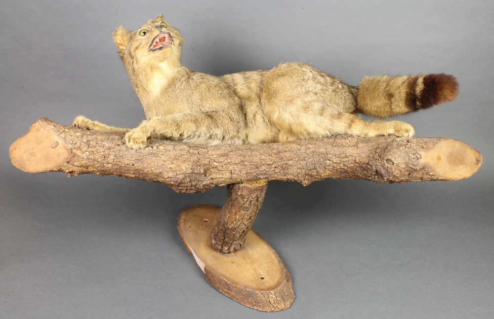 A stuffed and mounted Scottish wild cat, mounted on a | 20th January ...