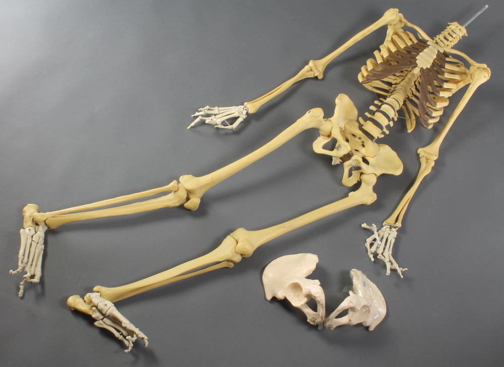 A 20th Century plastic skeleton, missing skull and | 20th January 2016 ...