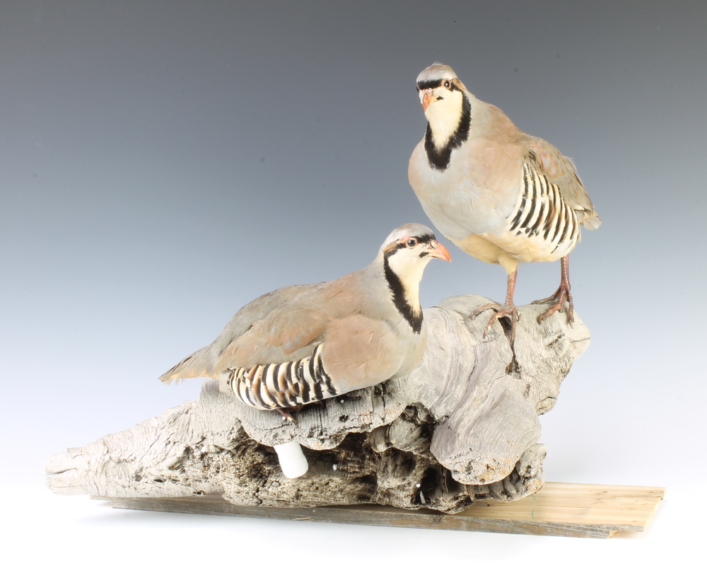 A pair of stuffed and mounted Chukar North American | 10th October 2018 ...
