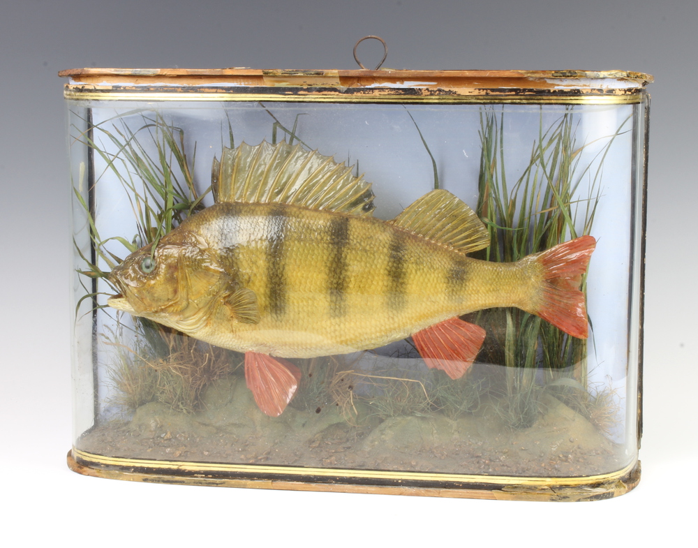 A Victorian taxidermy stuffed and mounted perch in | 23rd October 2019 ...
