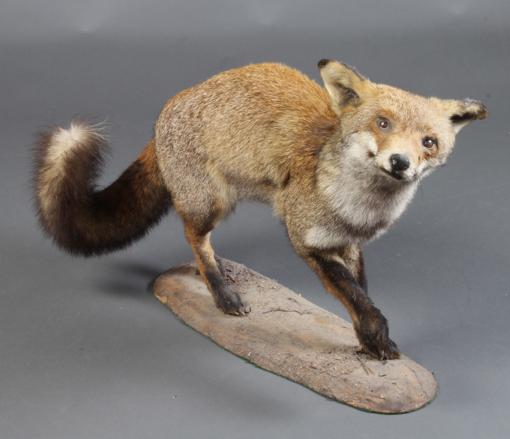 Taxidermy, a stuffed and mounted fox 50cm h x 72cm w x | 23rd October ...