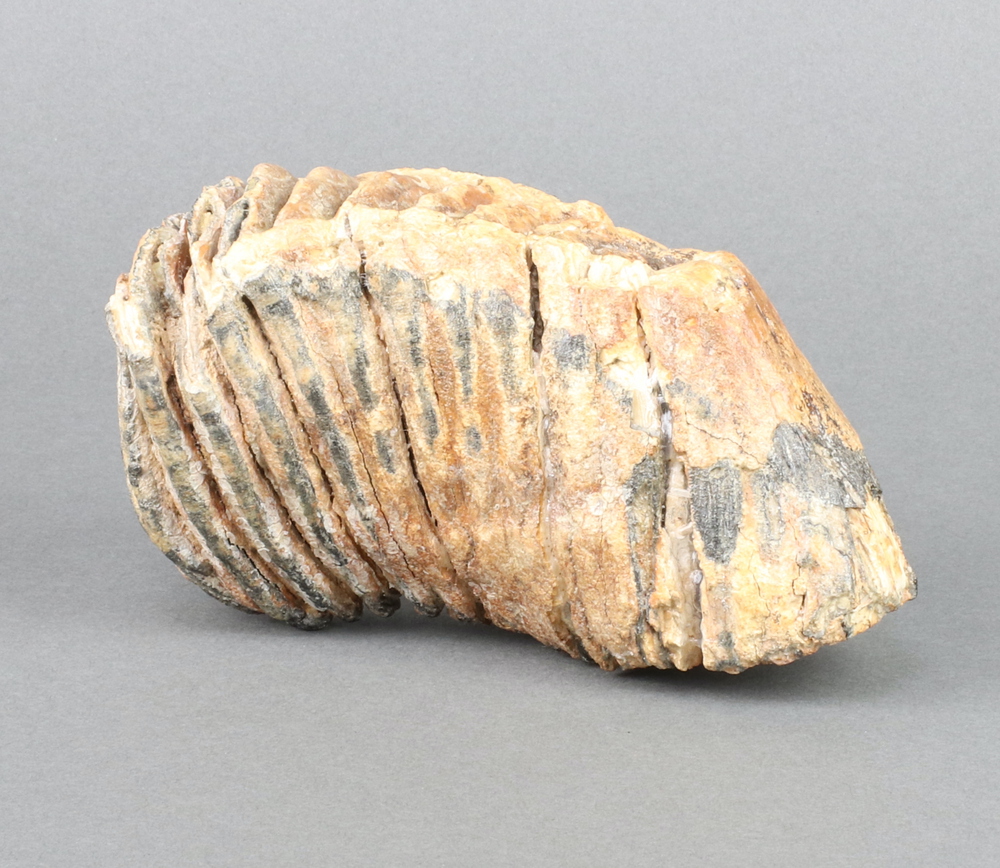 A Mammoth tooth 10cm x 14cm x 5cm | 23rd February 2023 | Denhams