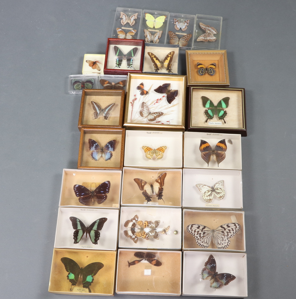 Twenty four preserved butterflies | 17th April 2024 | Denhams