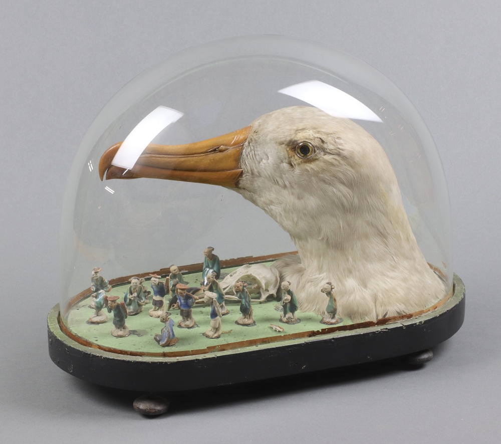 A Victorian stuffed Albatross head, mounted together | 15th January ...